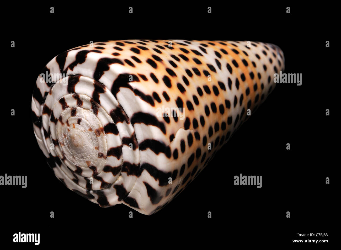 Lettered Cone shell (Conus litteratus) c9cm. Philippines Stock Photo ...