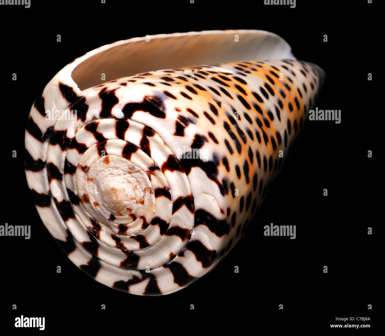 Lettered Cone shell (Conus litteratus) c9cm. Philippines Stock Photo ...