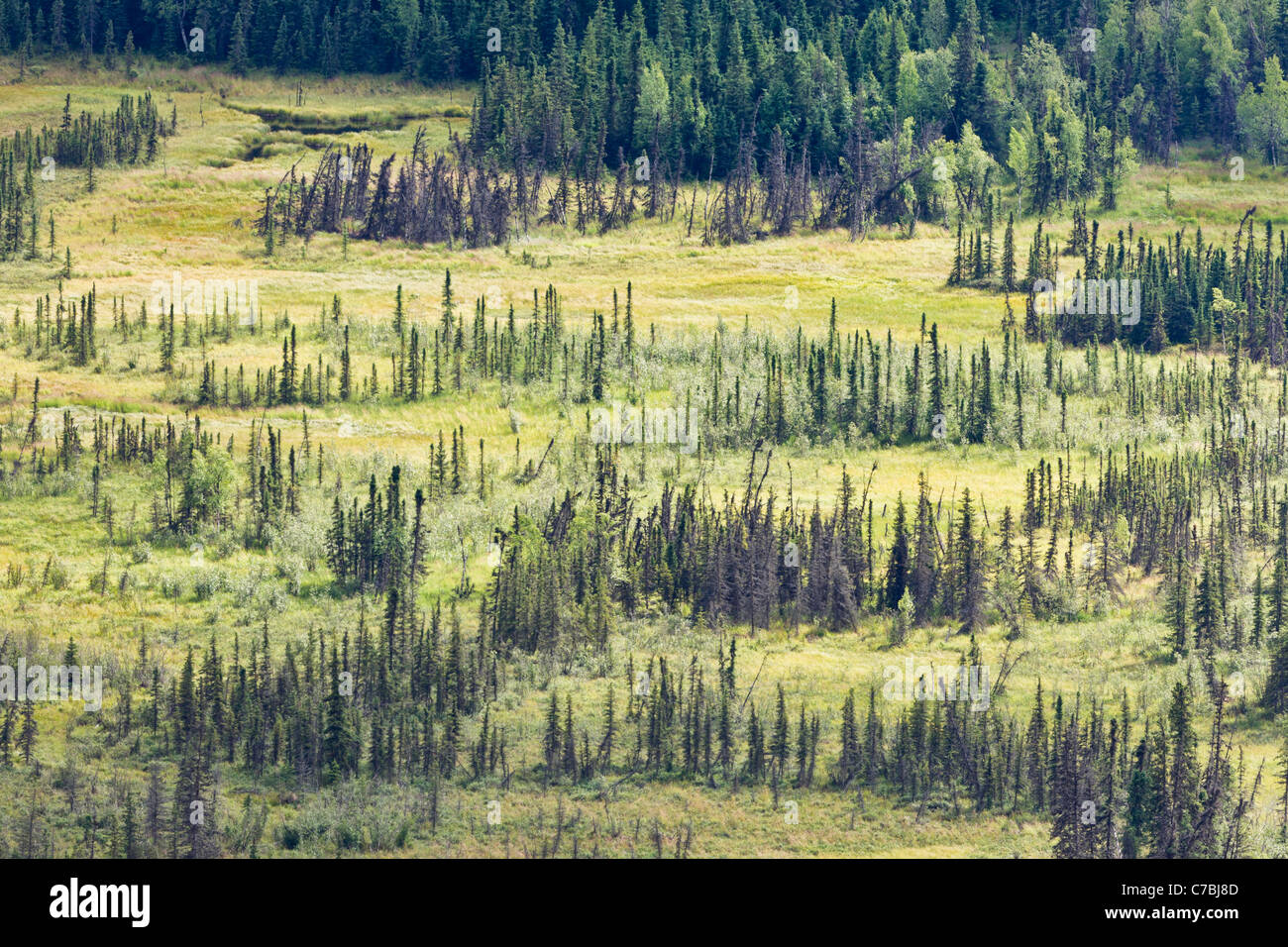 Muskeg hi-res stock photography and images - Alamy