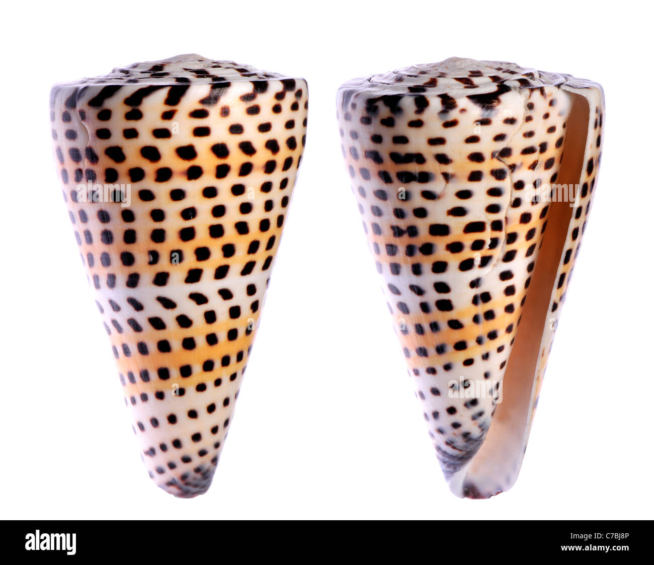 Lettered Cone shell (Conus litteratus) c9cm. Philippines Stock Photo ...