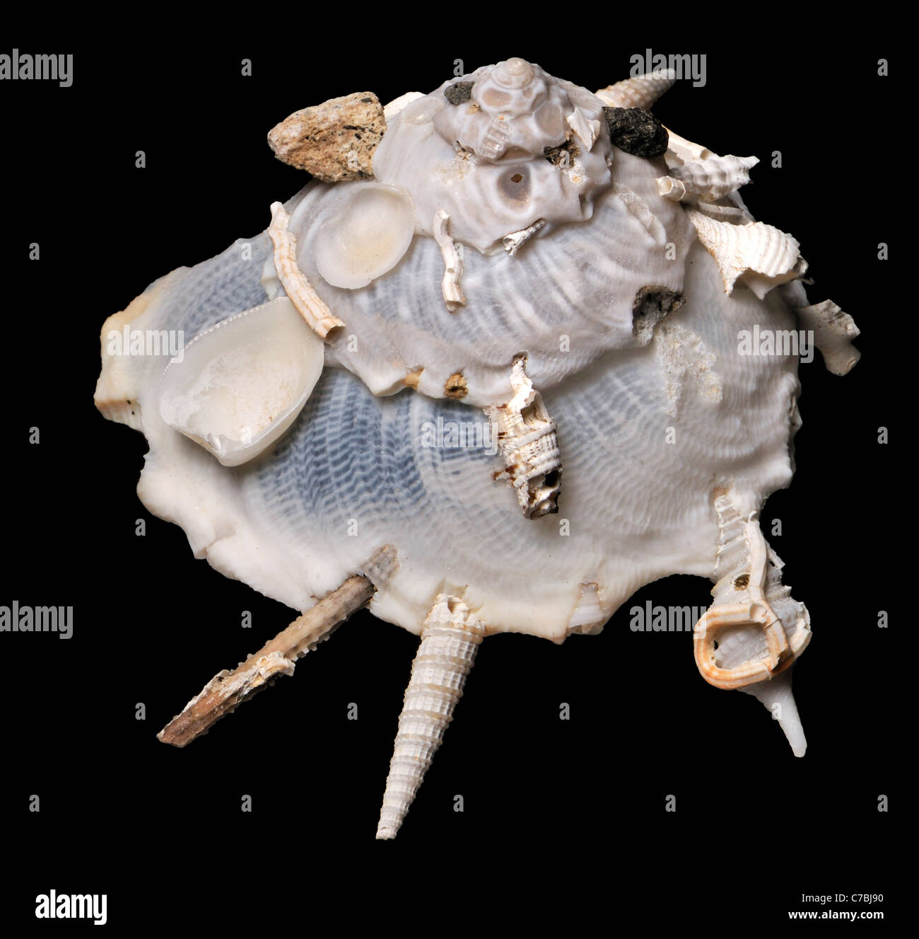 Pallid Carrier shell (Xenophora pallidula) Shell which collects other ...