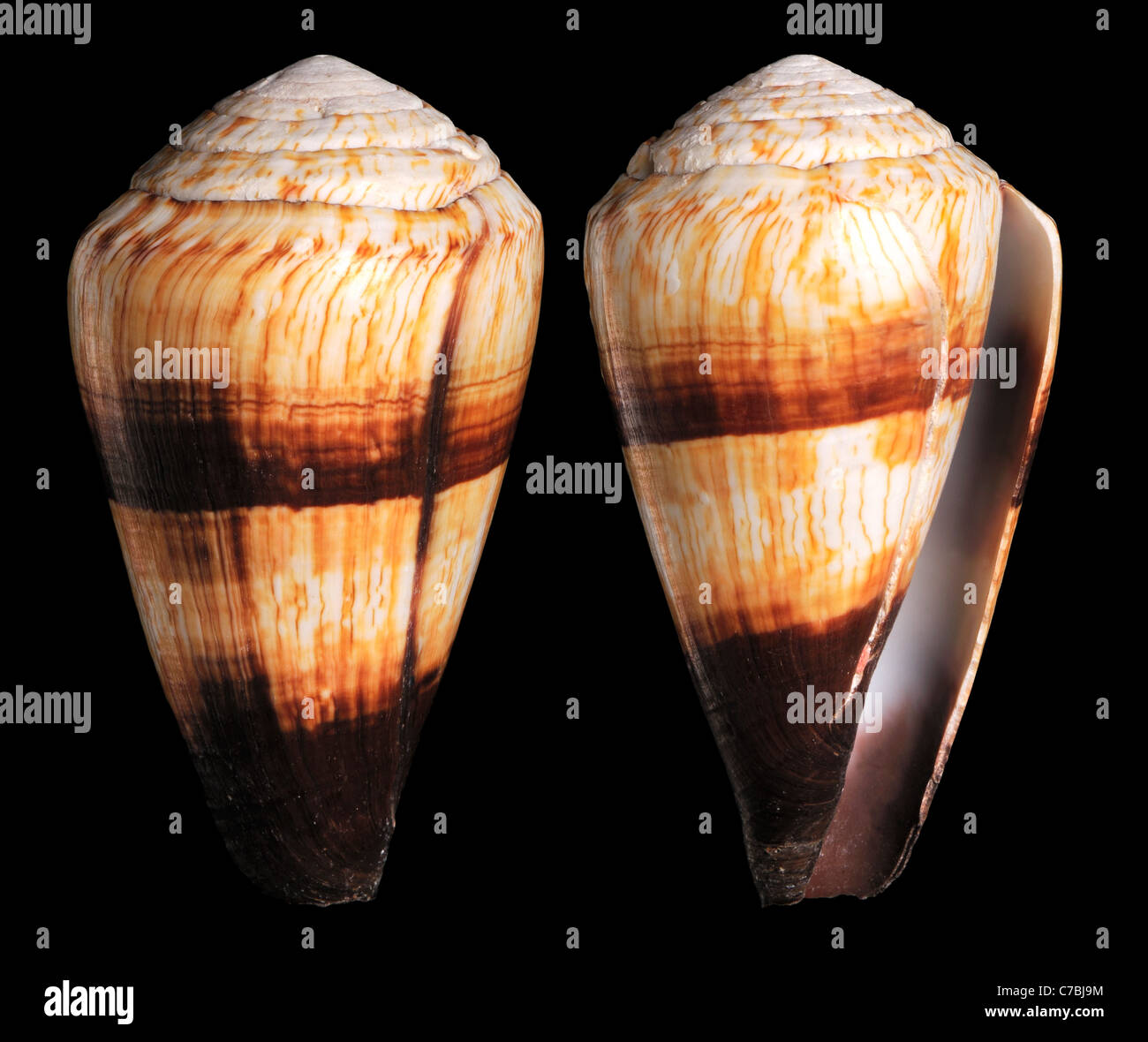 Soldier cone hi-res stock photography and images - Alamy