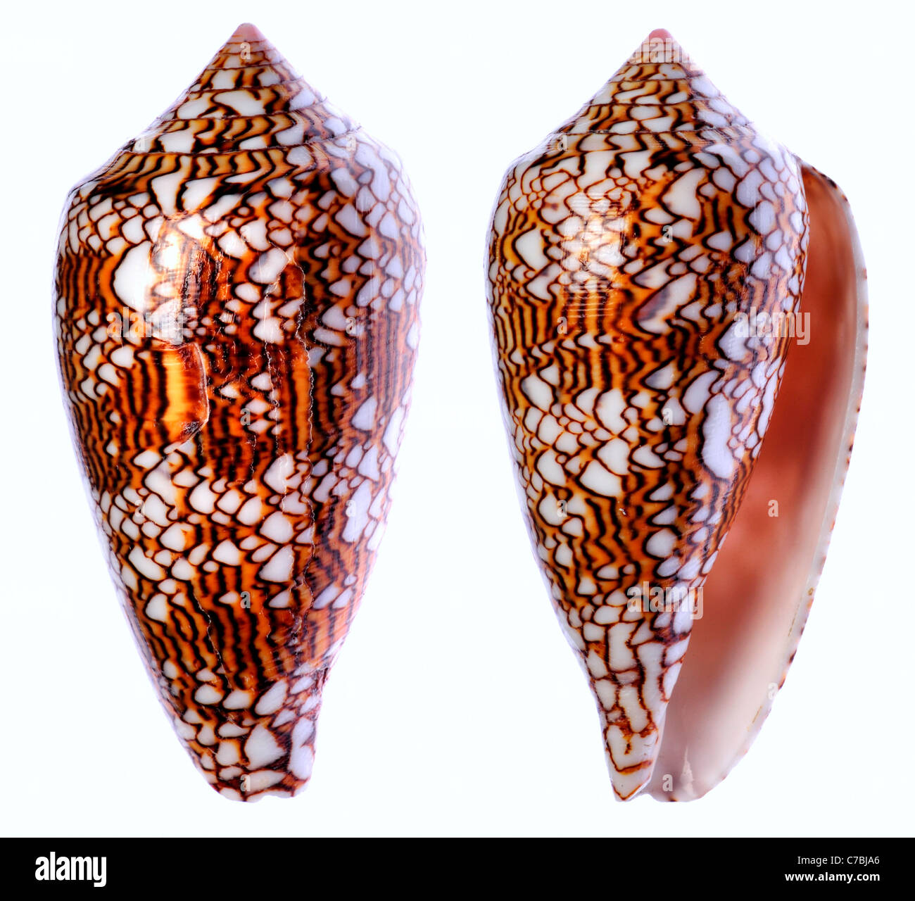 Conus textile shell hi-res stock photography and images - Alamy