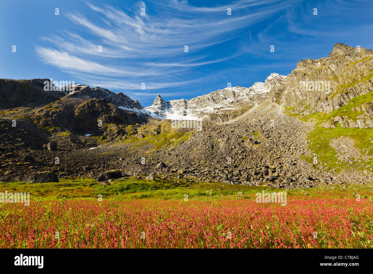 Alpine meadow of fruit of Leatherleaf Saxifrage at Archangel Valley ...