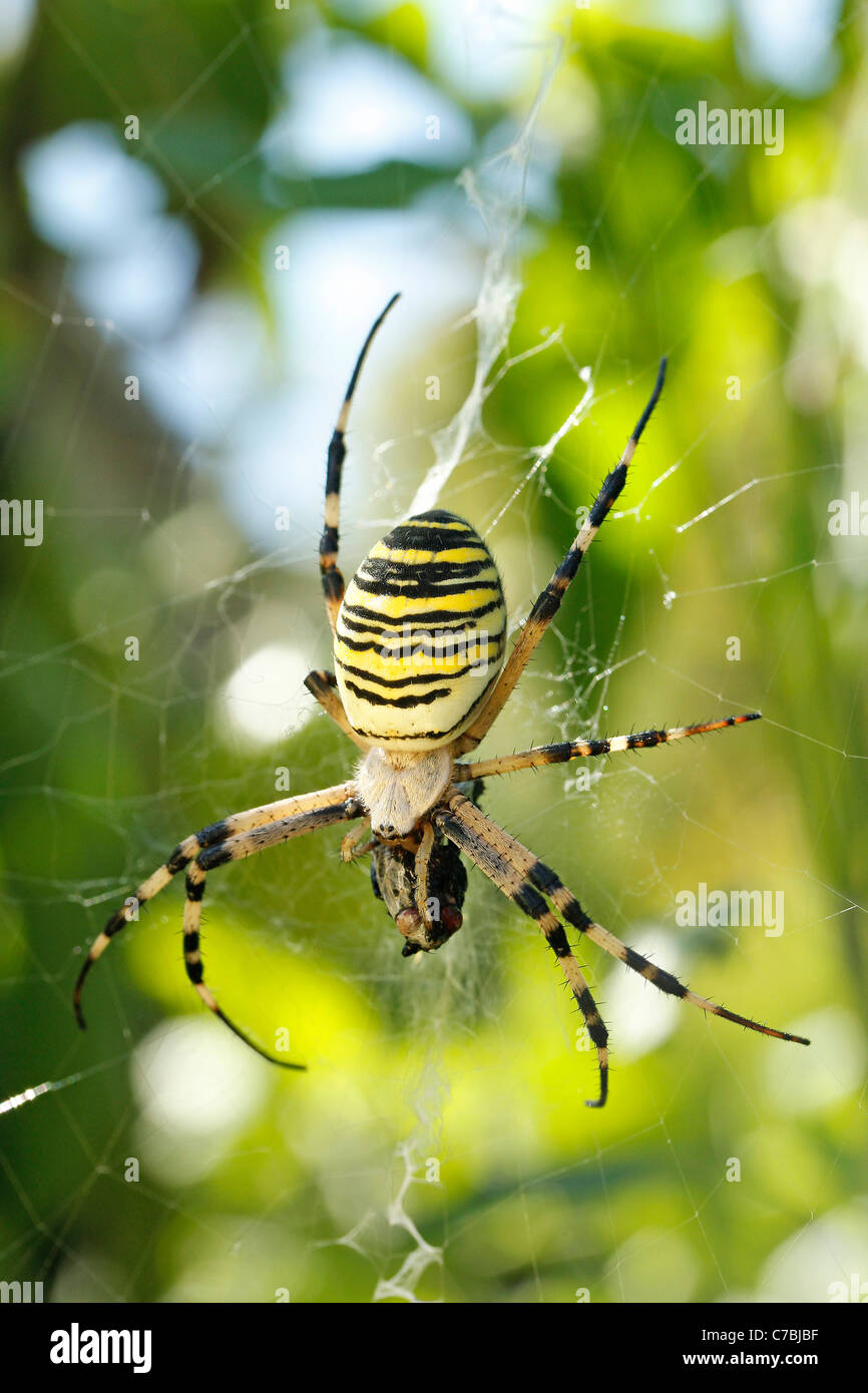 Yellow spider with black stripes hi-res stock photography and images ...