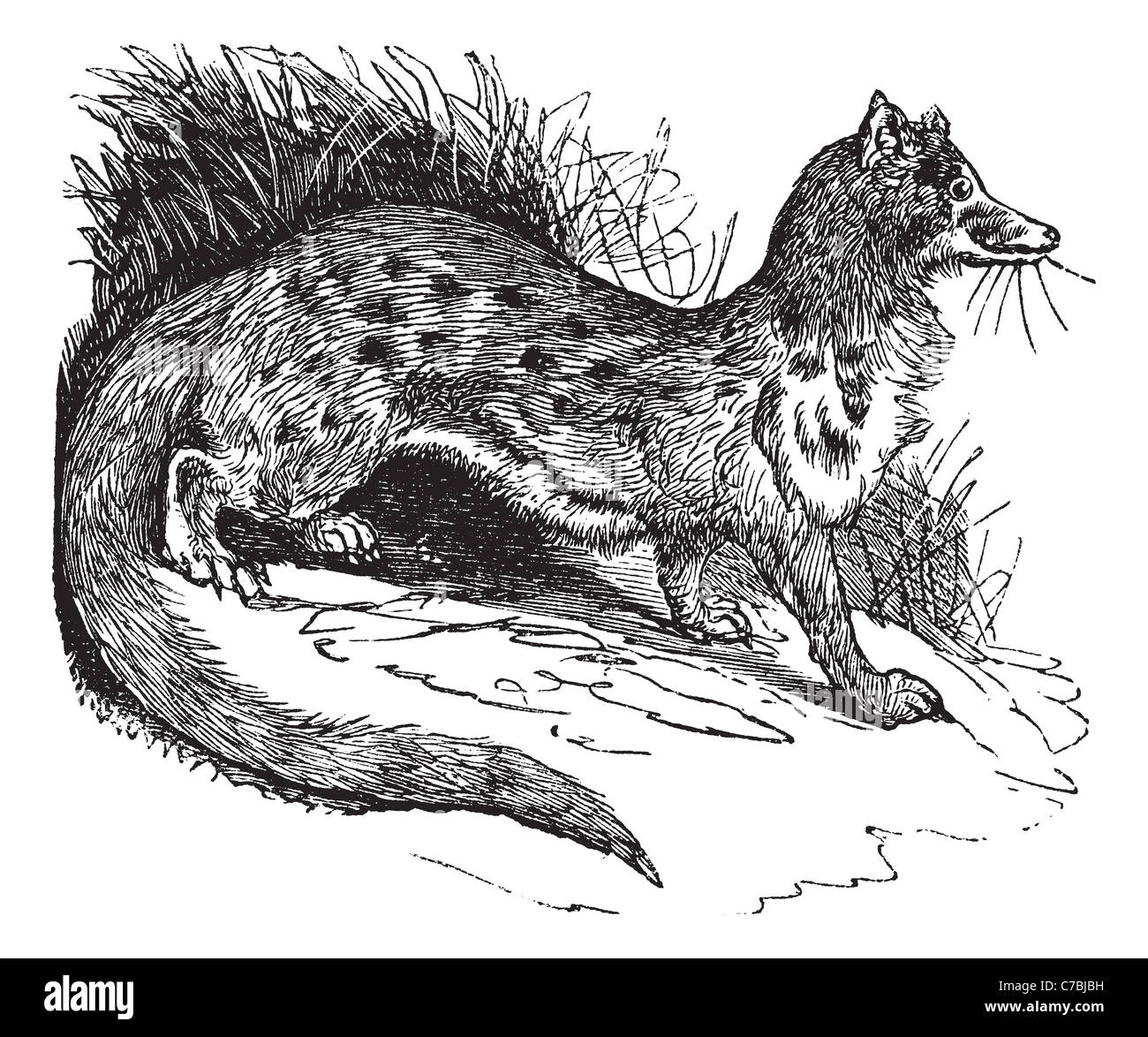 Spotted linsang hi-res stock photography and images - Alamy