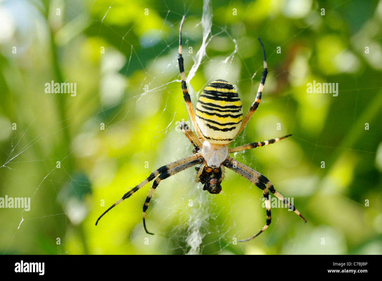 Wasp spider (Argiope bruennichii Stock Photo - Alamy