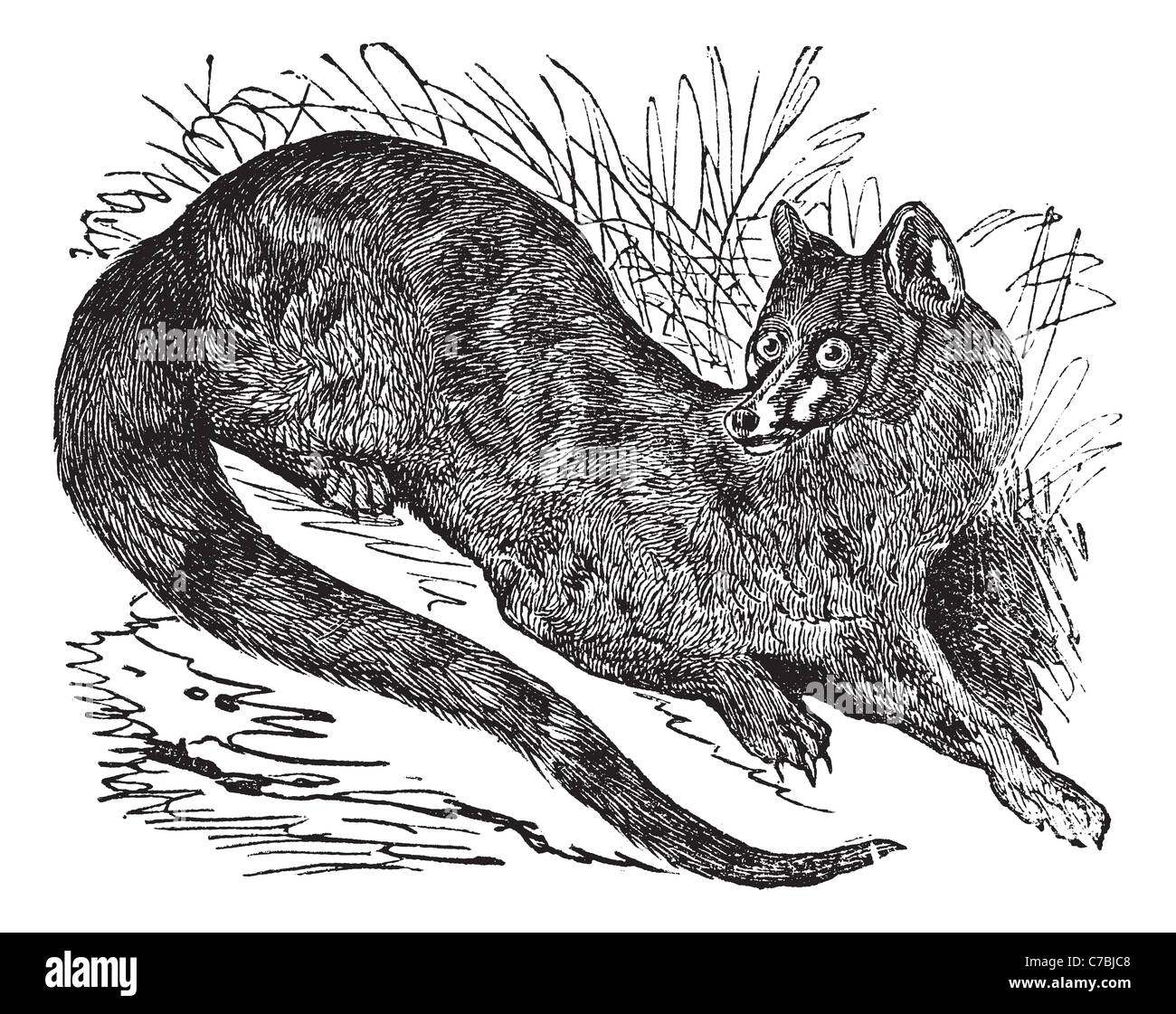 Common genet or Genetta genetta or small-spotted genet, vintage ...