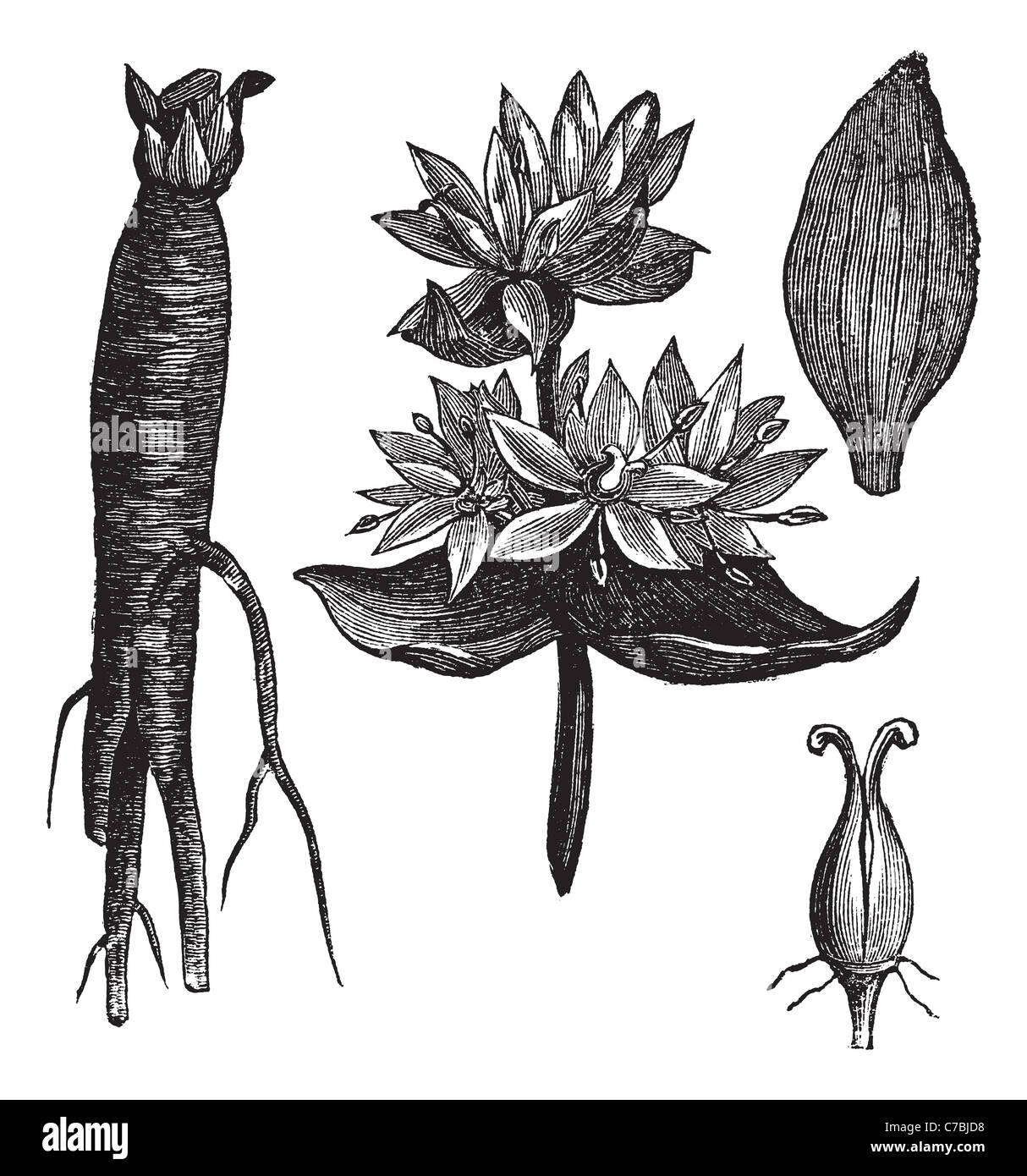 Drawing of the gentian Cut Out Stock Images & Pictures - Alamy