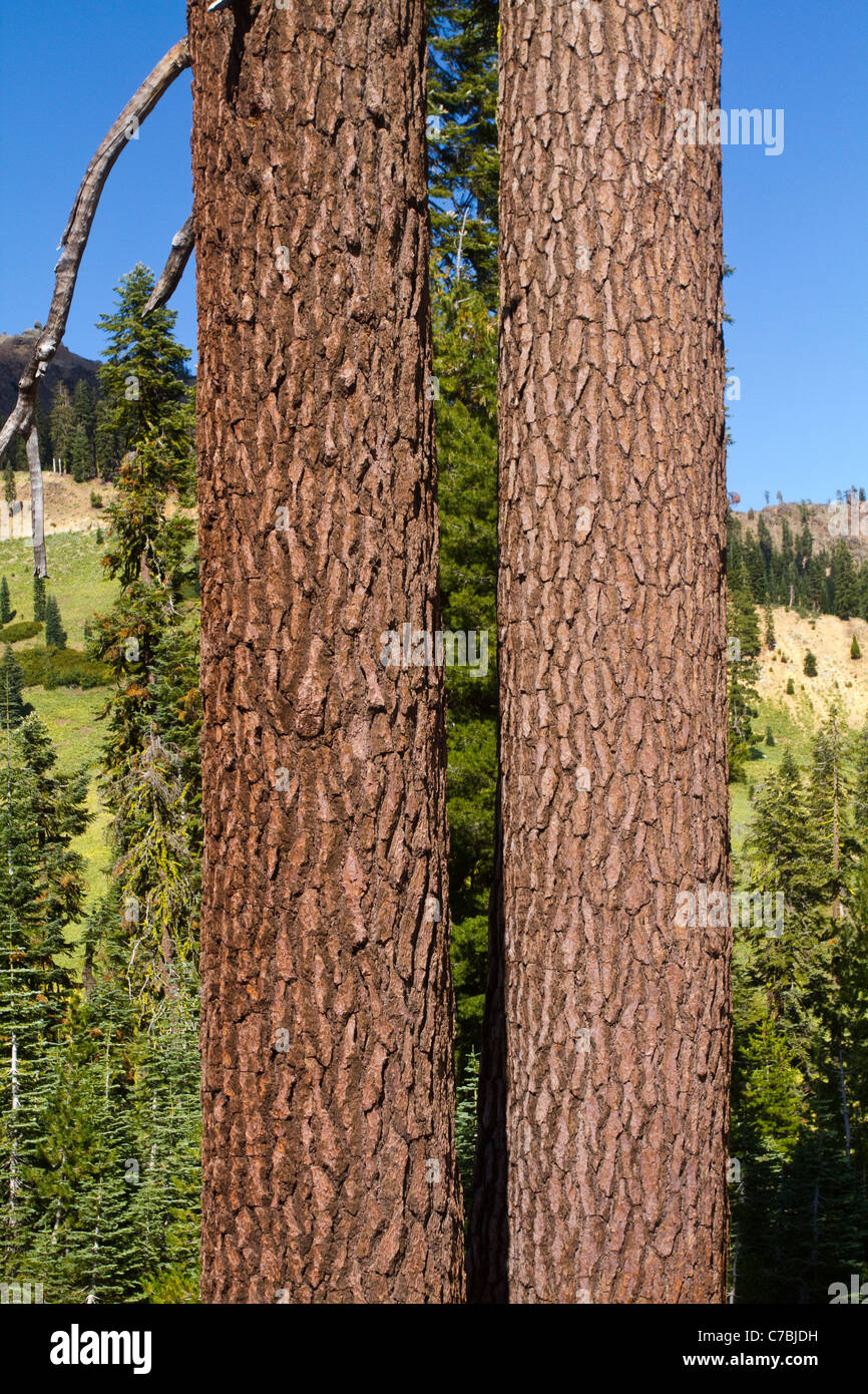 Red Fir Tree Trunks at Lassen Volcanic National Park California USA ...