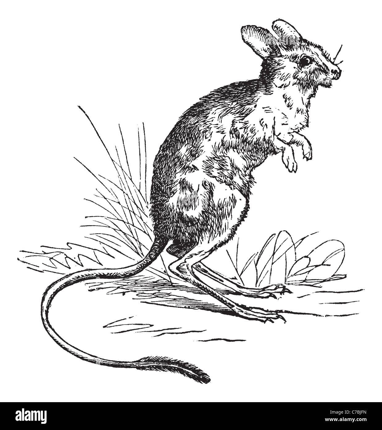 Desert jerboa hi-res stock photography and images - Alamy