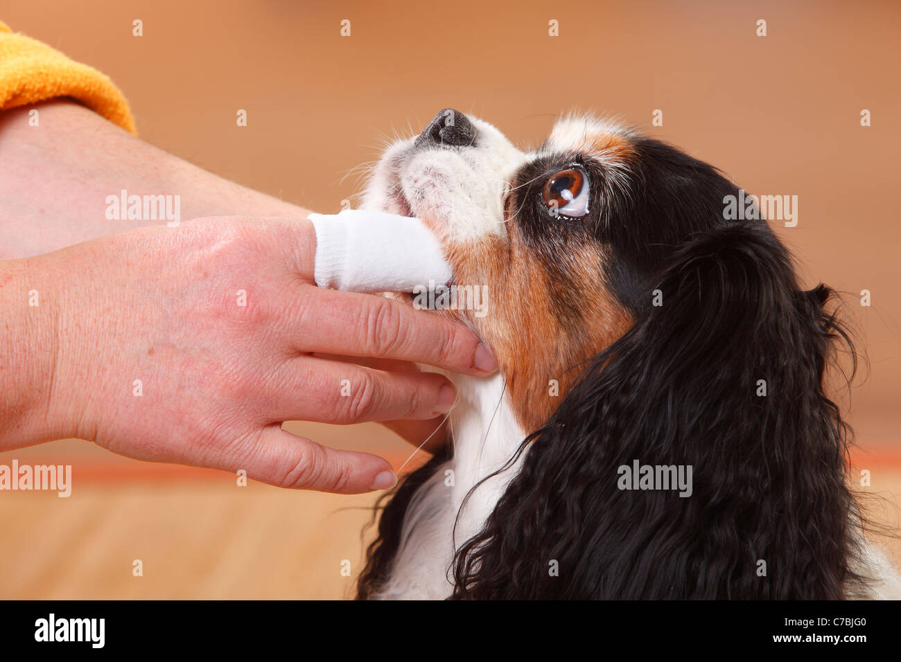 Cavalier King Charles Spaniel, tricolour / oral cleaner Stock Photo - Alamy