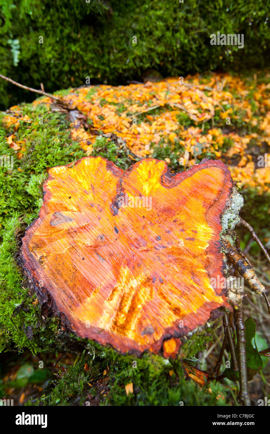 An Alder tree chopped down in a forest near Dulverton, Devon, UK Stock ...