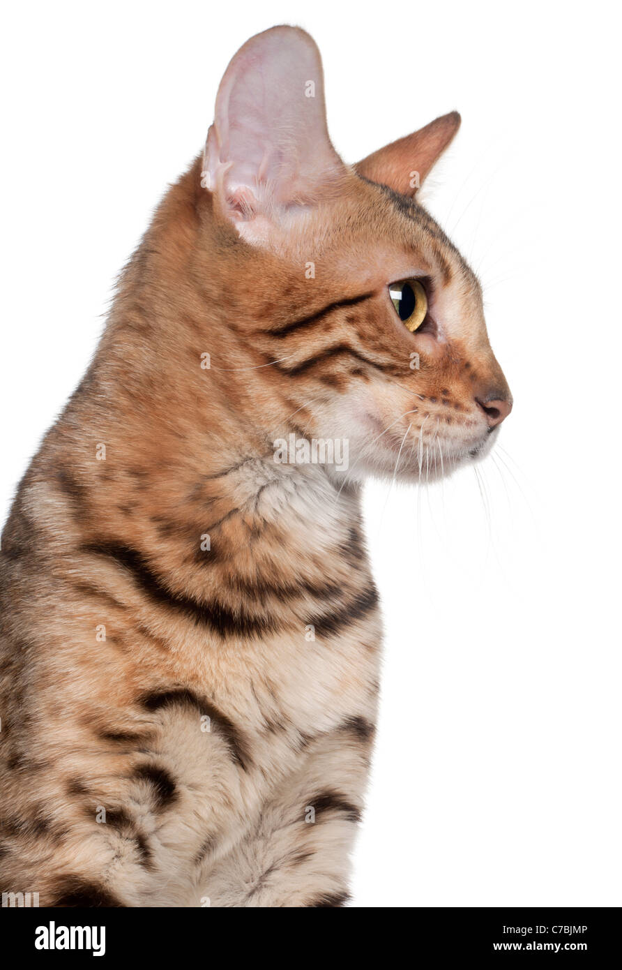 Bengal cat head side view hi-res stock photography and images - Alamy