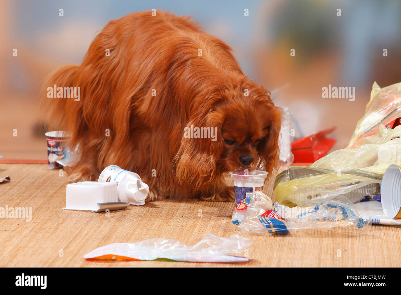 Cavalier King Charles Spaniel, ruby, scavenging rubbish / garbage Stock ...