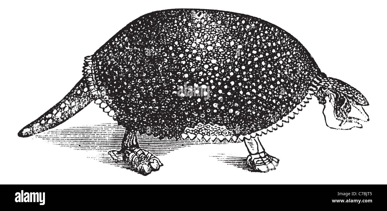 Glyptodon, vintage engraving. Old engraved illustration of Glyptodon ...