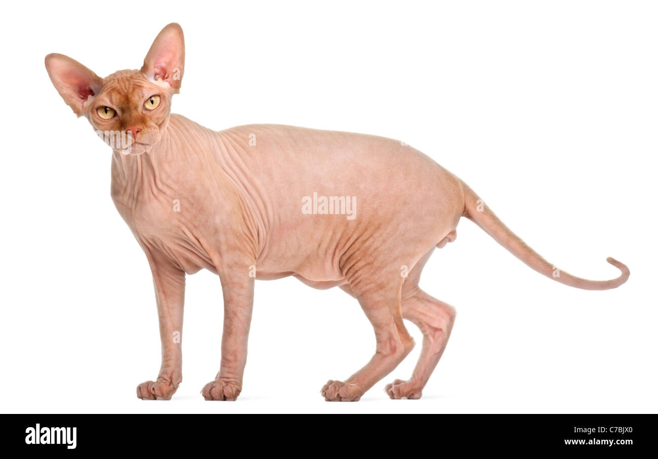 Sphynx cat in front of white background Stock Photo - Alamy