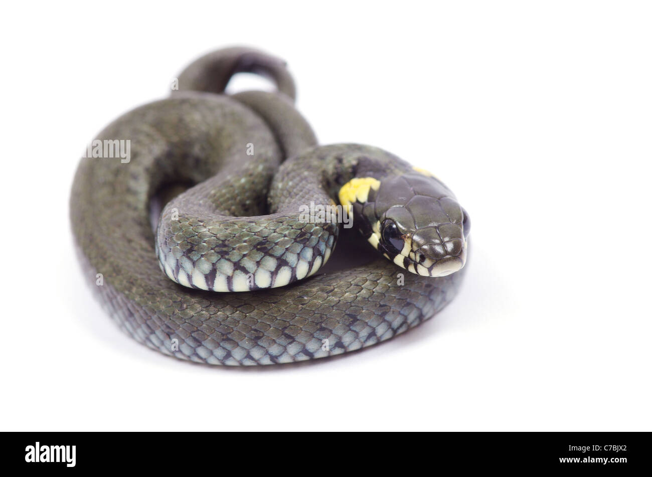 snake isolated on white background Stock Photo - Alamy