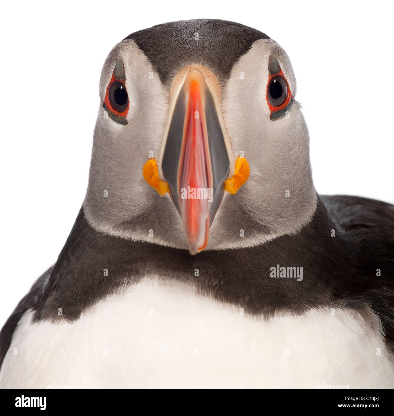 Atlantic Puffin or Common Puffin, Fratercula arctica, in front of white ...