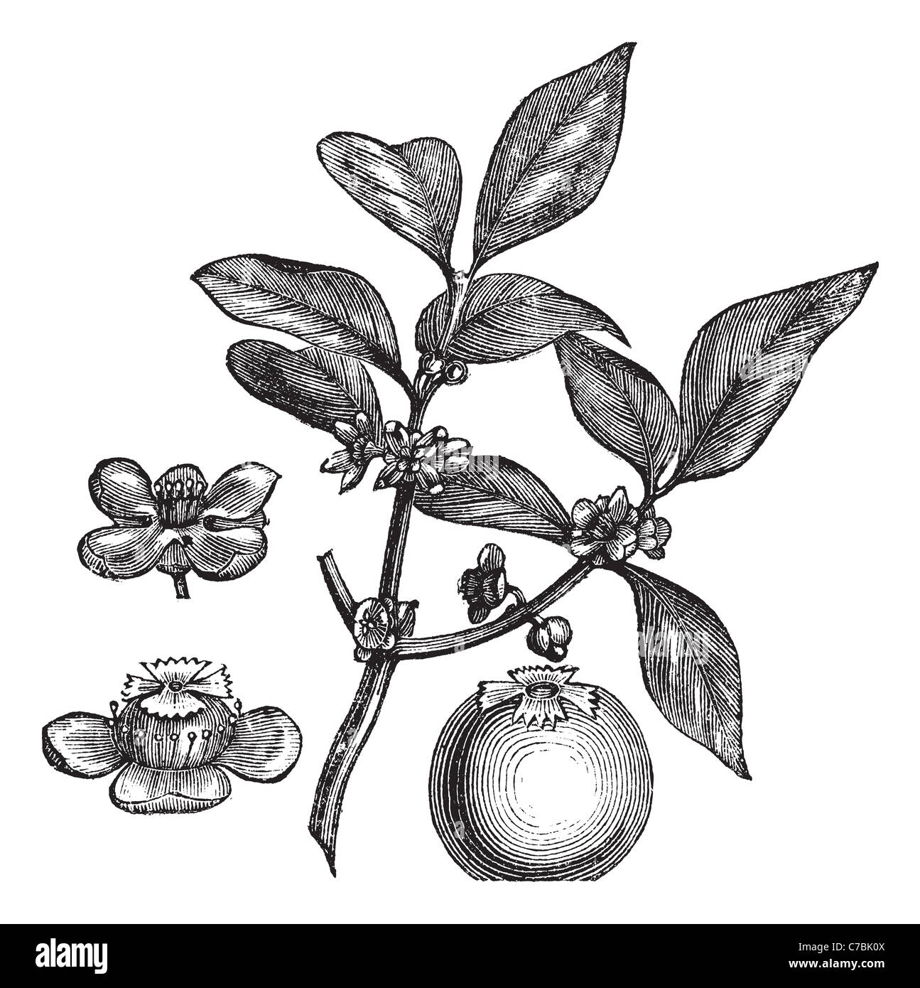 Gamboge or Hanbury's Garcinia, vintage engraving. Old engraved ...