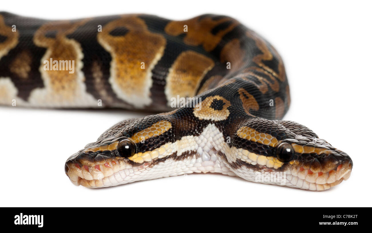 Two headed Royal Python or Ball Python, Python Regius, 1 year old, in front of white background ...