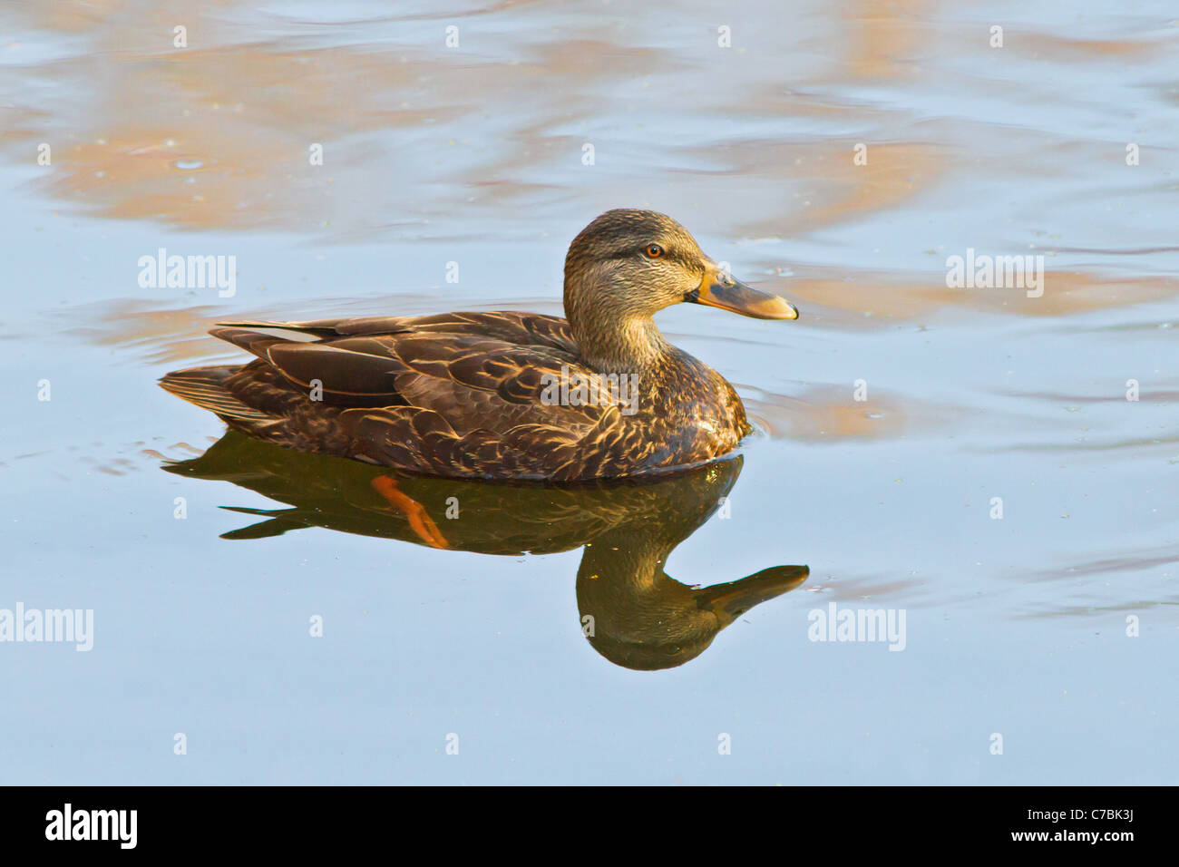 Female Mallard swimming Stock Photo - Alamy