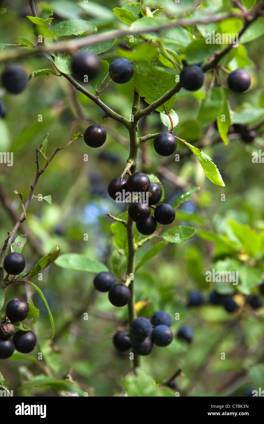 Sloe Fruit of the Blackthorn Shrub Stock Photo - Alamy
