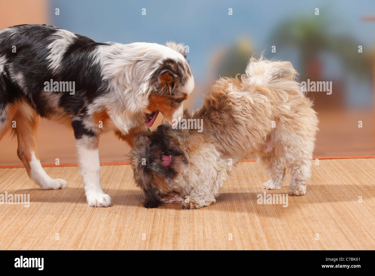 Shih Tzu, sheared, and Australian Shepherd, blue-merle, 5 months Stock ...