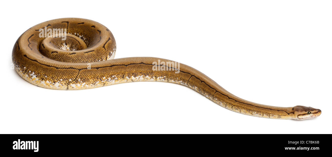 Spinner Royal python, ball python, Python regius, 2 years old, in front ...