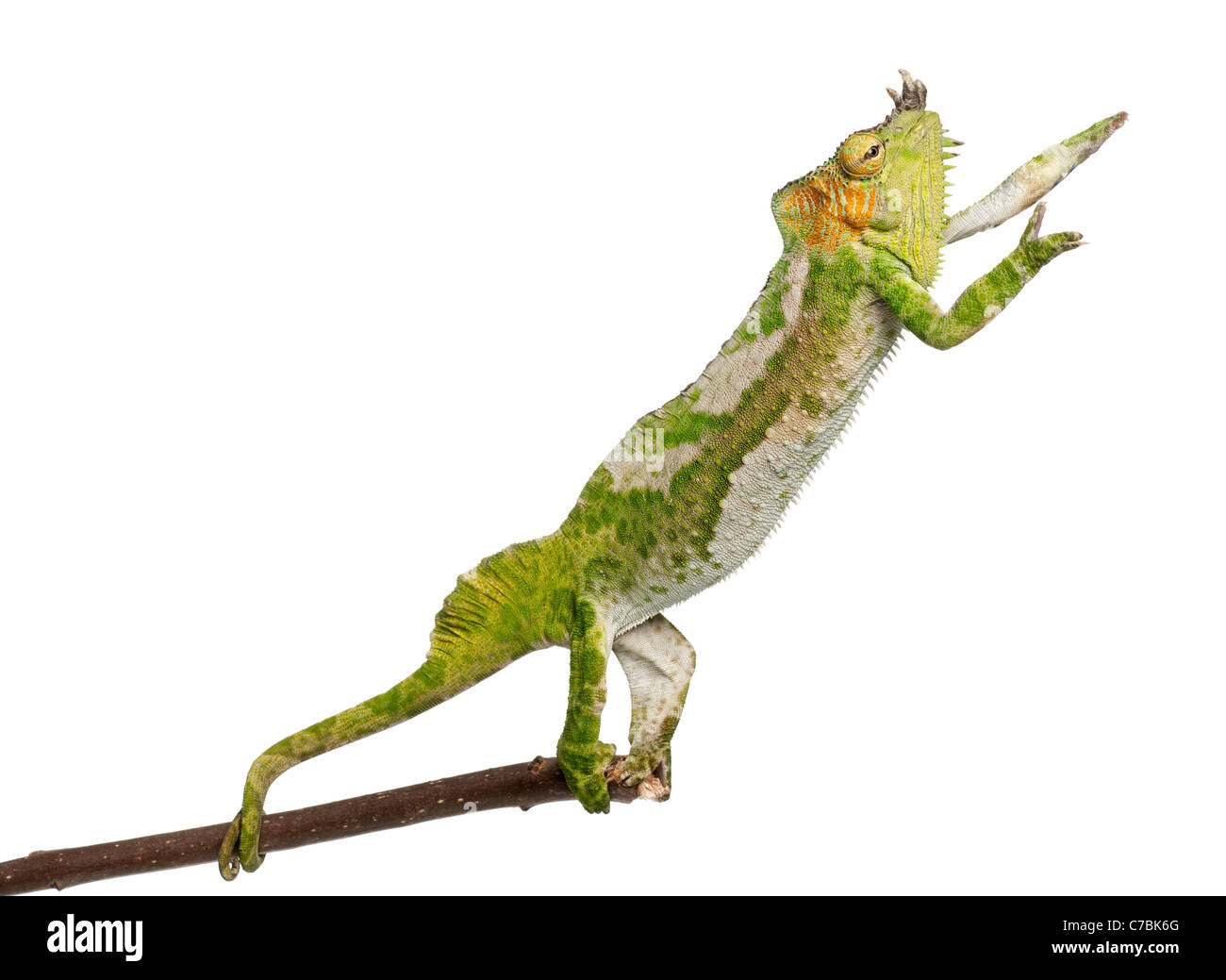 Four-horned Chameleon, Chamaeleo quadricornis, reaching away from its ...