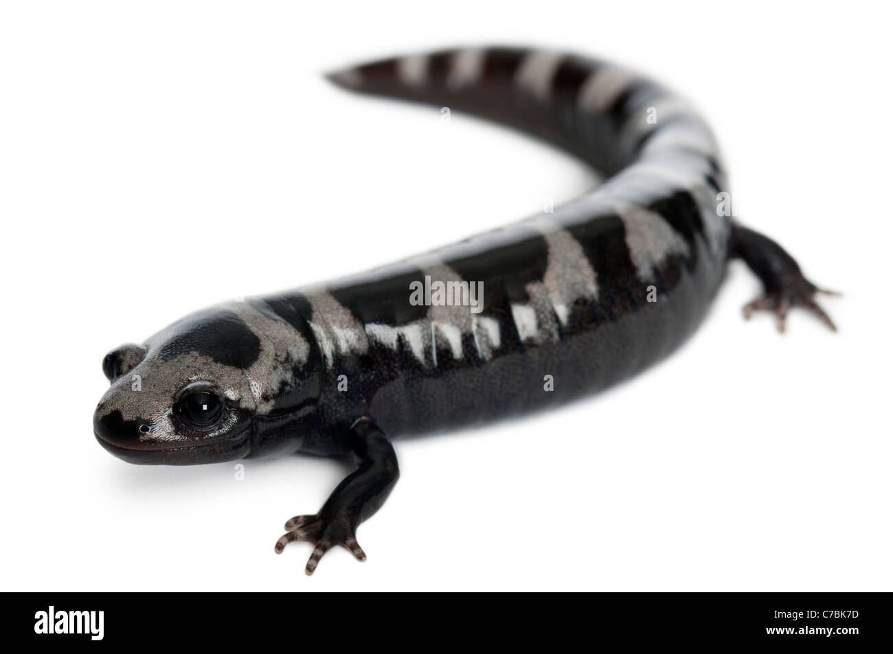 Marbled Salamander, Ambystoma opacum, in front of white background ...