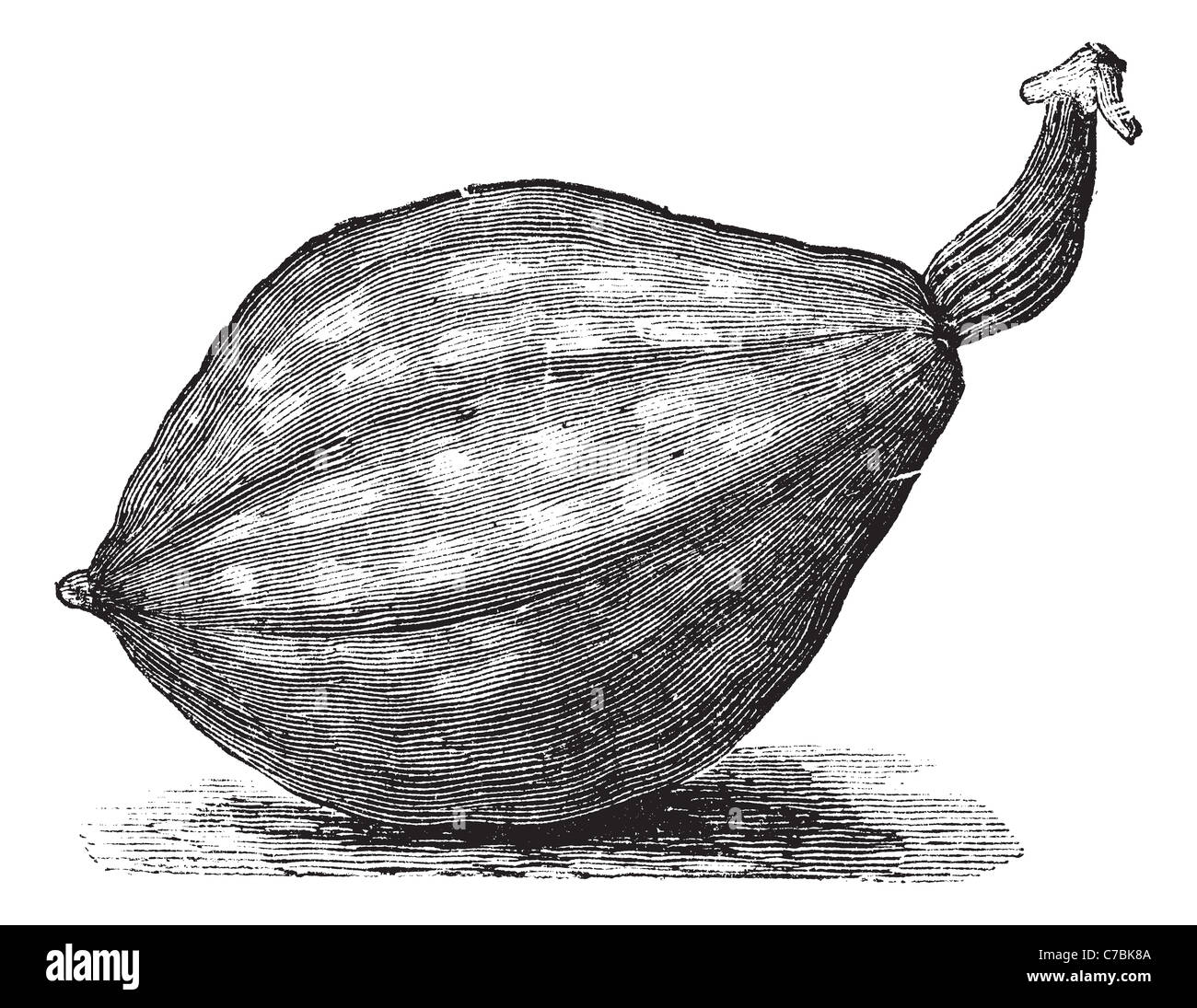 Bottle gourd or Long melon, vintage engraving. Old engraved ...