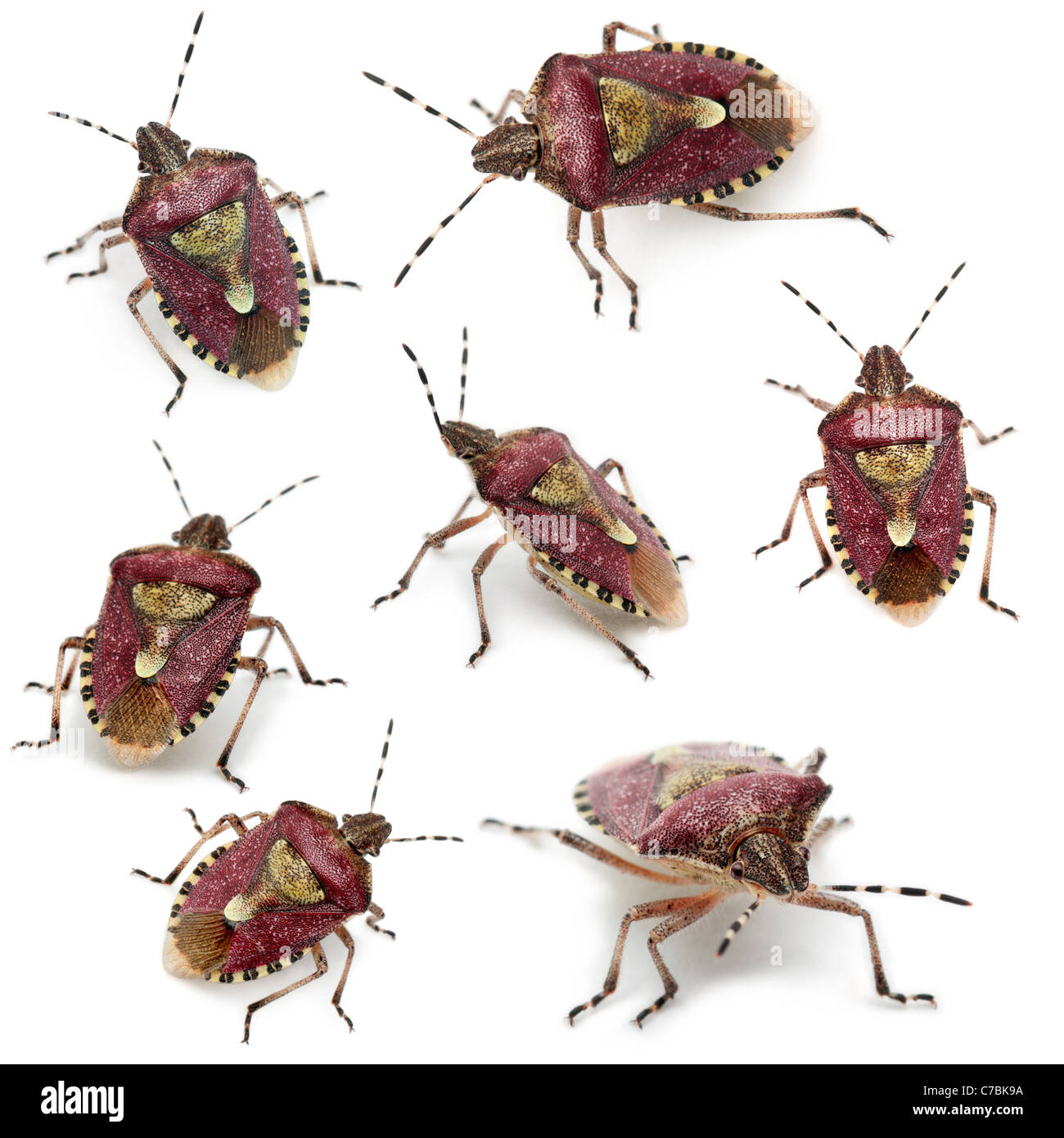 Collection of 7 Shield bugs, Dolycoris baccarum, in front of white ...