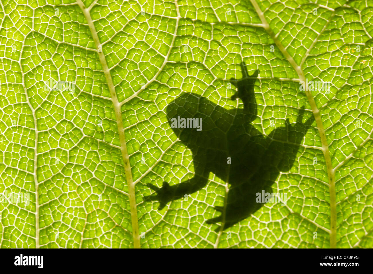 Frog on a leaf Stock Photo - Alamy