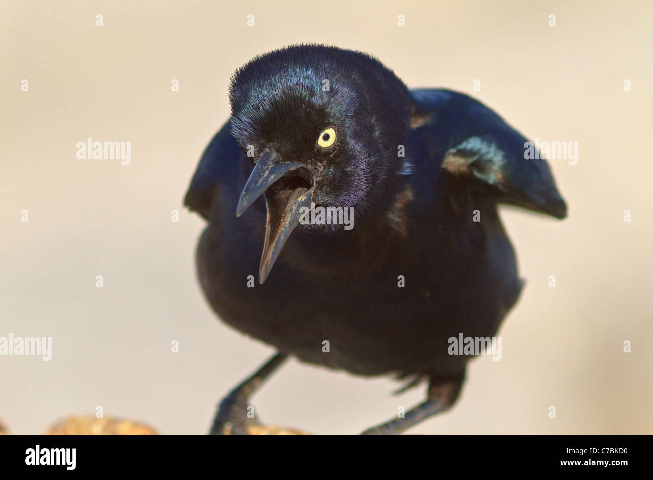 Cawing hi-res stock photography and images - Alamy