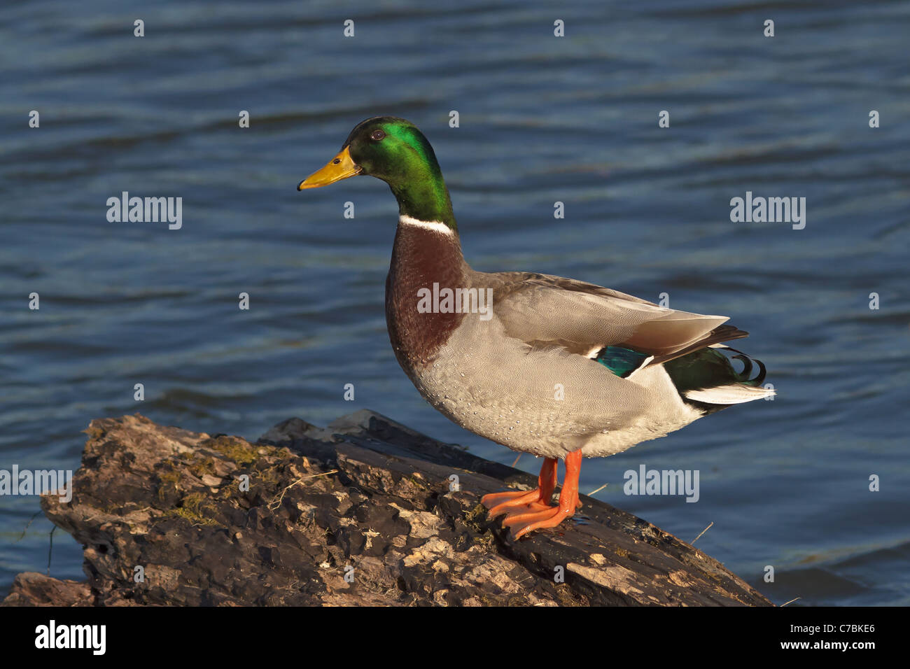 Male mallard on rock Stock Photo - Alamy