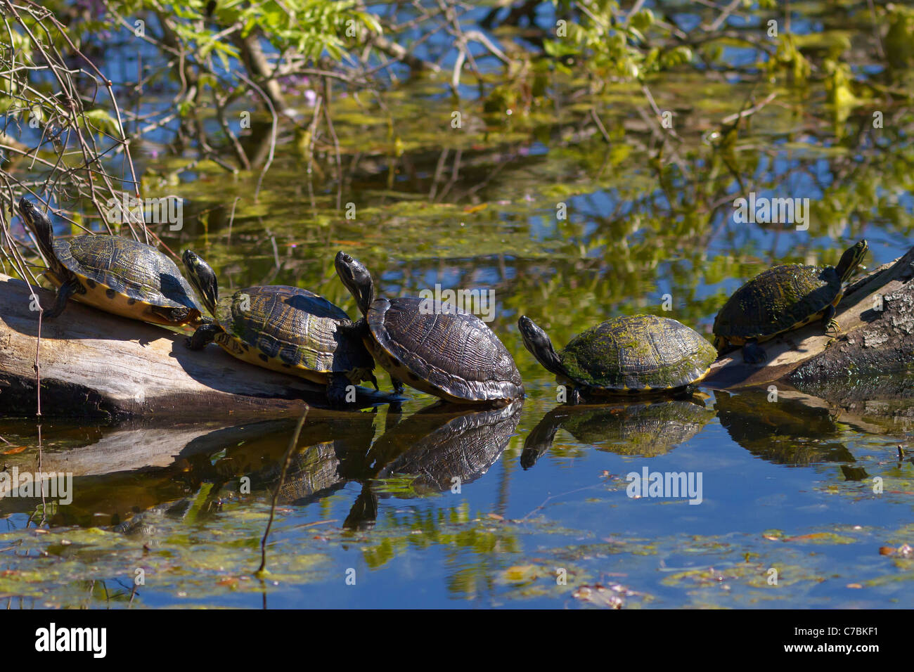 Cute turtles hi-res stock photography and images - Alamy