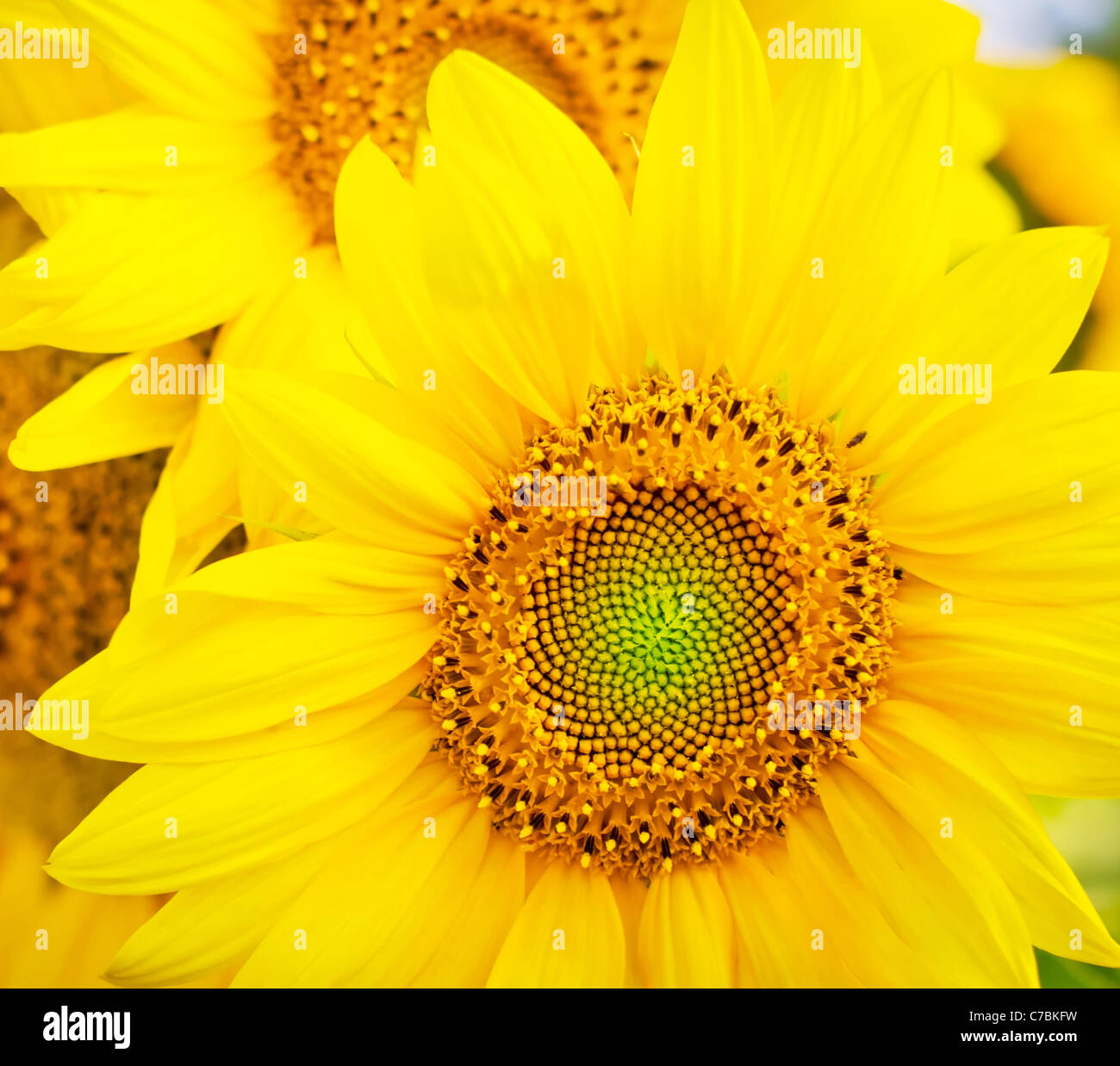 Sunflower core hi-res stock photography and images - Alamy