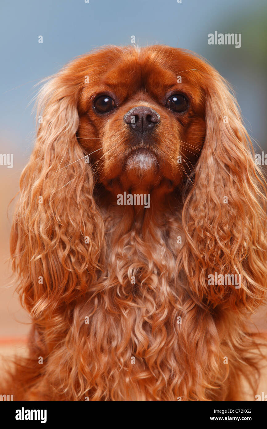 Cavalier King Charles Spaniel, ruby Stock Photo - Alamy