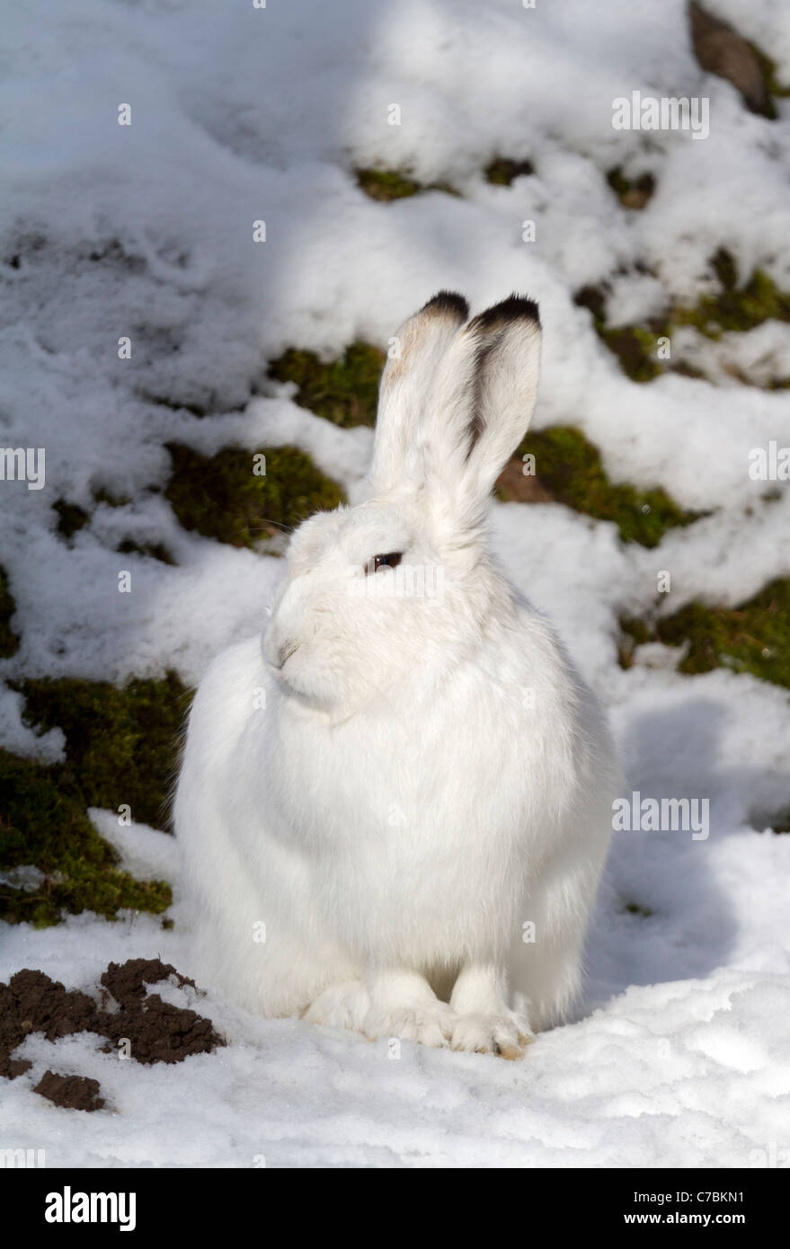 Arctic hare snow hi-res stock photography and images - Alamy