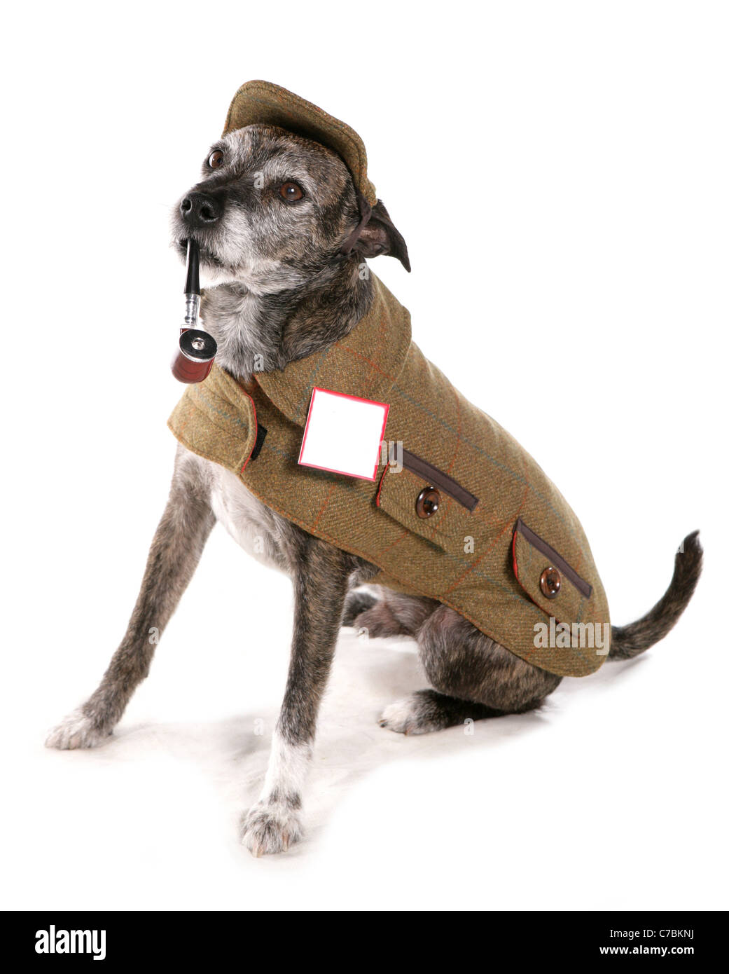 Sherlock dog hi-res stock photography and images - Alamy