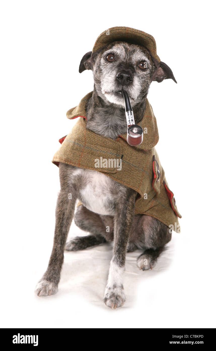 Sherlock dog hi-res stock photography and images - Alamy