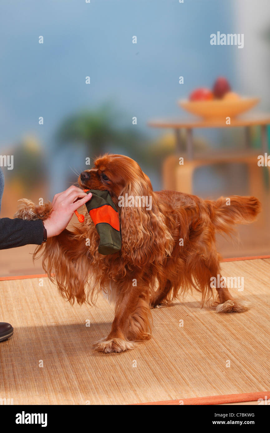 Dog retrieving dummy hi-res stock photography and images - Alamy