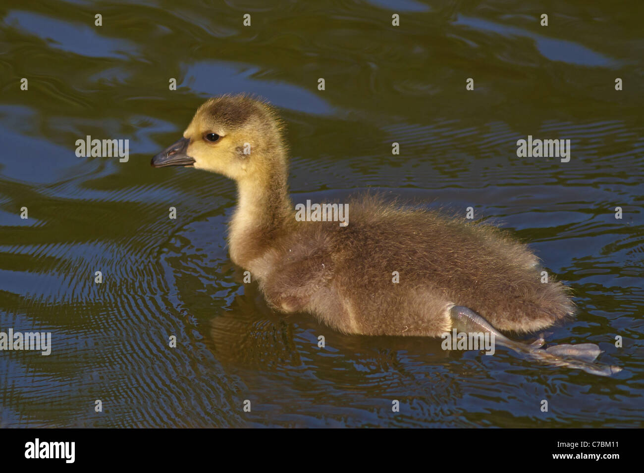 Cute baby ducks swimming hi-res stock photography and images - Alamy
