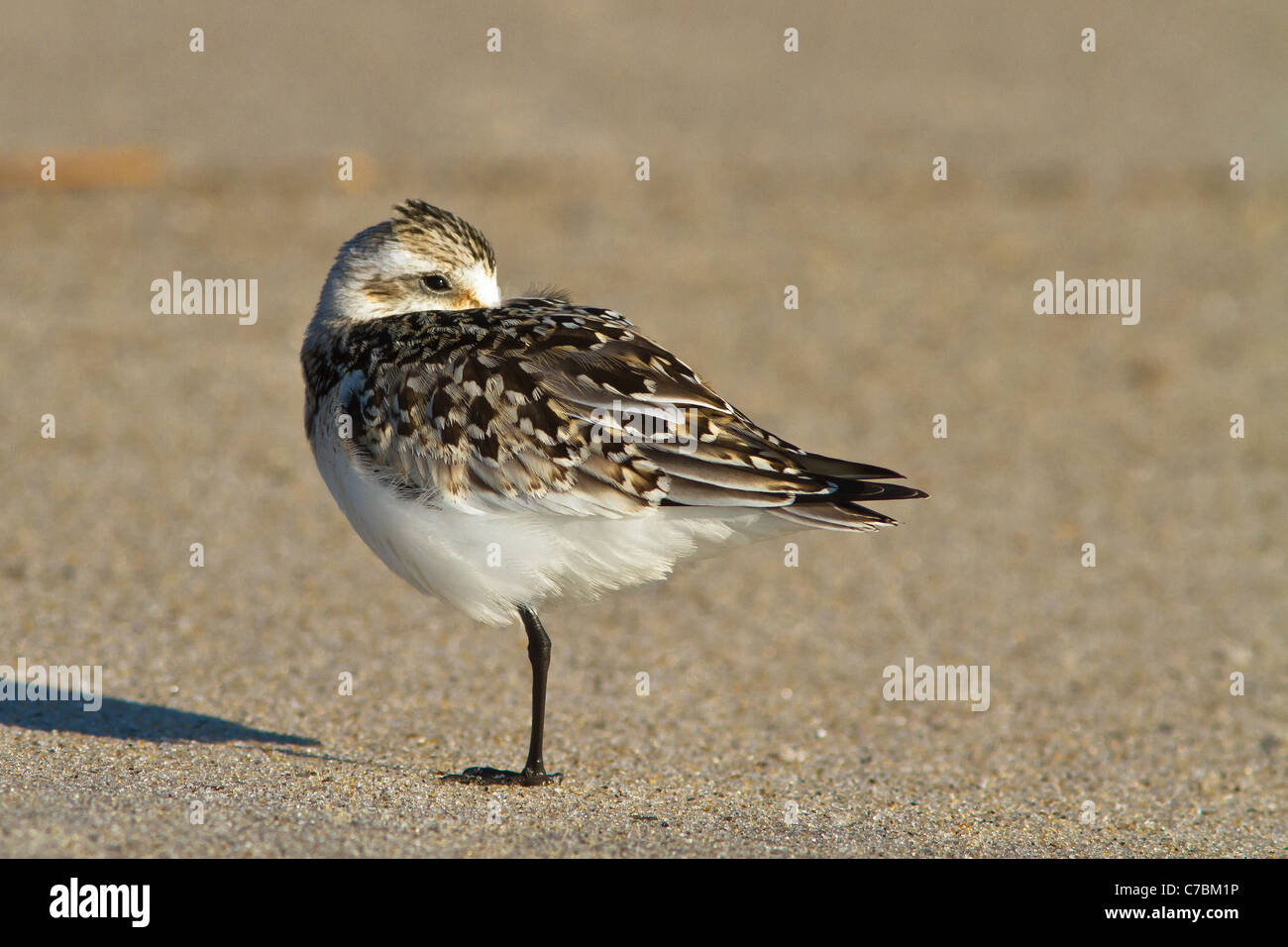 Water piper hi-res stock photography and images - Alamy