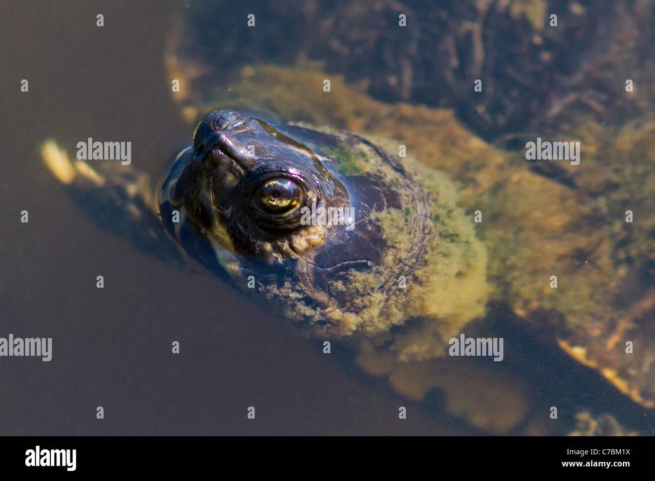 Turtle lake hi-res stock photography and images - Alamy