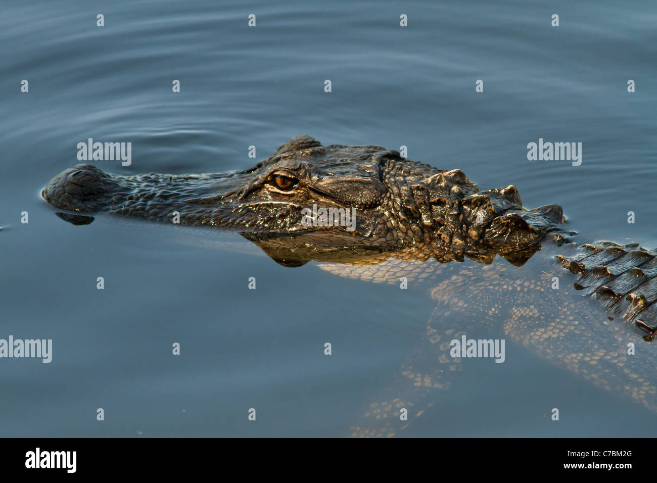 Gator swimming hi-res stock photography and images - Alamy