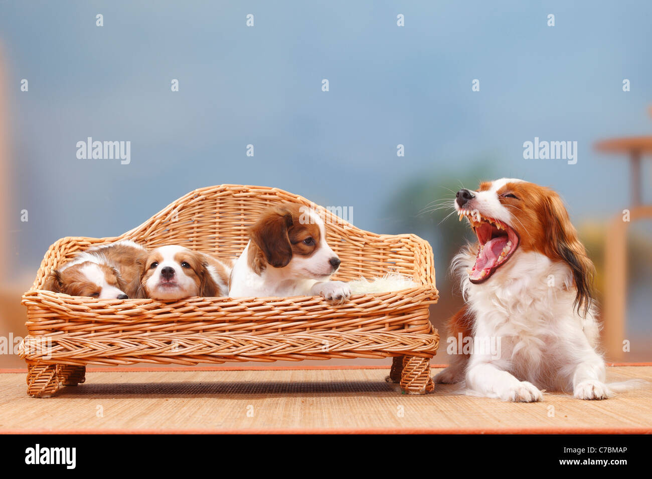 Kooikerhondje, bitch with puppies, 8 weeks / Small Dutch Waterfowl Dog ...