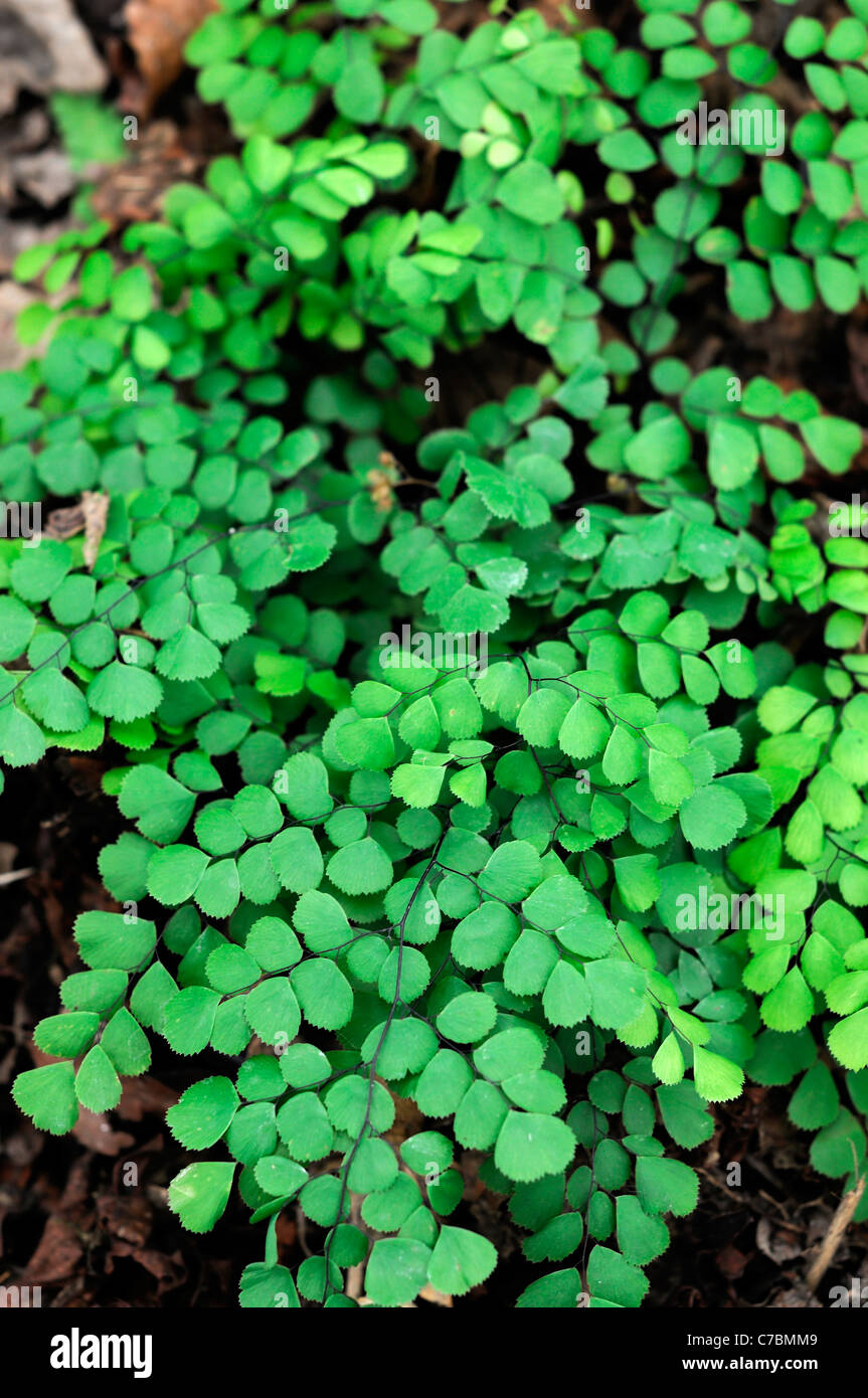 Himalayan Maidenhair Fern High Resolution Stock Photography and Images ...