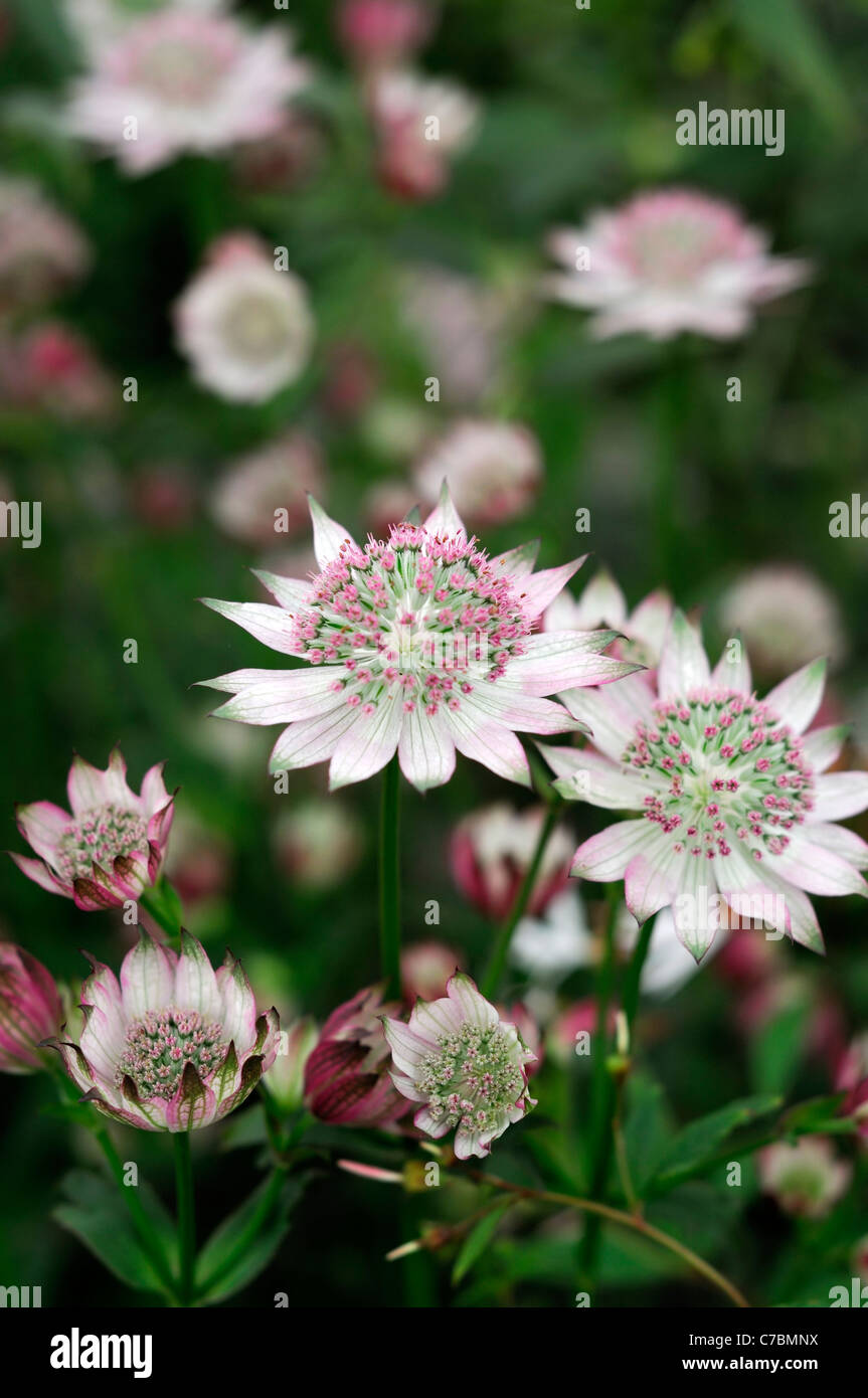 Astrantia major Rosa lee cultivar dusky pink flowers silver green ...